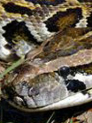17 Pythons Caught So Far In FL Challenge | Newstalk Florida - N